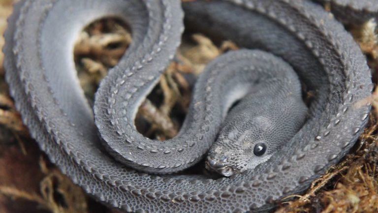 The Enigmatic Symbolism of William Blake’s Red Dragon: Unveiling the ...